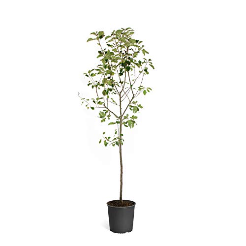 Brighter Blooms - Dwarf Gala Apple Trees, 5-6 ft. - Bushels of Delicious Apples Each Year - No Shipping to AZ, ID, OR, or CA