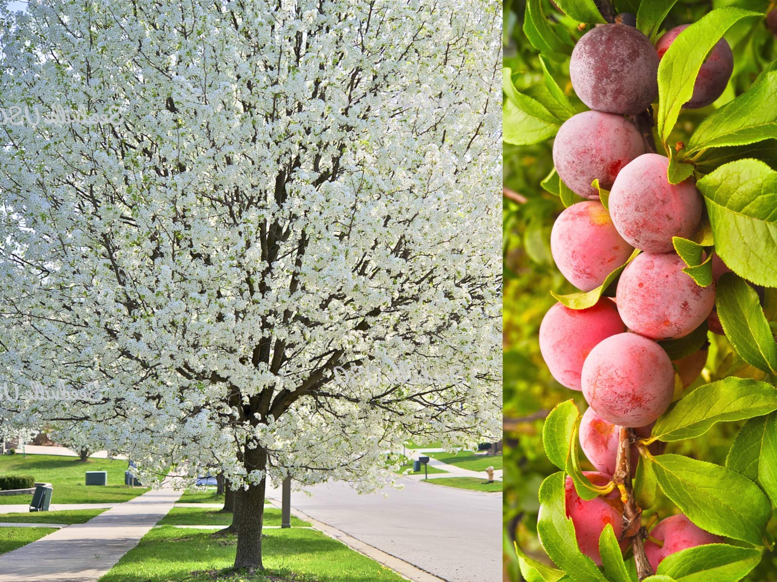 5 Seeds Red Purple Fruit White Flower American Plum Prunus Americana Shrub Tree #SDF02