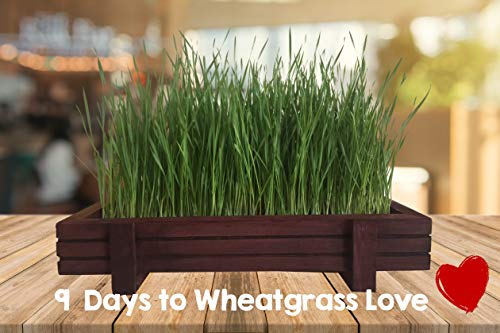MICROGREEN PROS Cat Grass for Indoor Cats Kit with Rustic Wood Planter, Certified Organic Seeds, Soil, Water Spray Bottle and Easy to Follow Instructions. 100% Guaranteed to Grow.