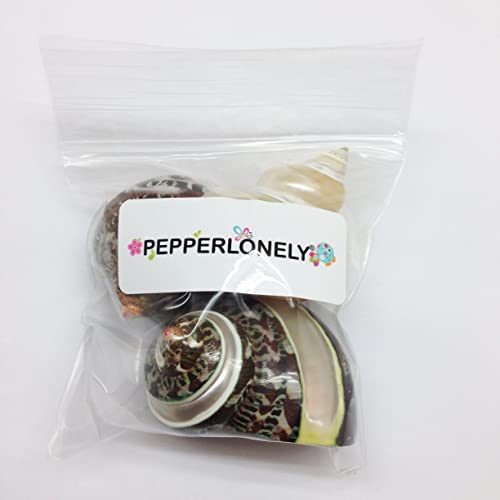 PEPPERLONELY 3 PC Natural Large Mixed Turbo Sea Shells, Hermit Crab Shells, 2 Inch ~ 3 Inch