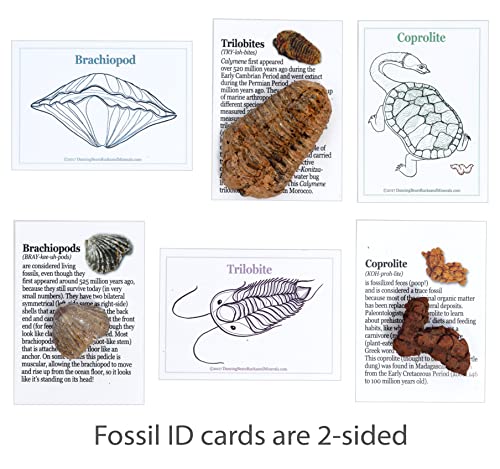 DANCING BEAR FOSSIL COLLECTION Kit (12 Different Types of Specimens): Trilobite, Dinosaur Bone, Shark teeth, Coprolite (fossilized Turtle Poop) Fossil ID Book, Magnifying Glass, STEM Science Set, Made in the USA