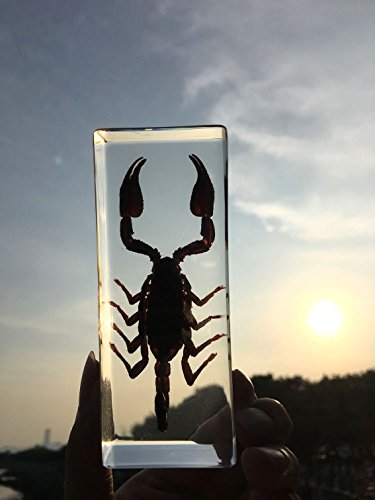 FUNSXBUG Real Black Scorpion Paperweights Specimen for Science Education Paperweight for Book for Office for Desk(4.4x1.6x1.1)