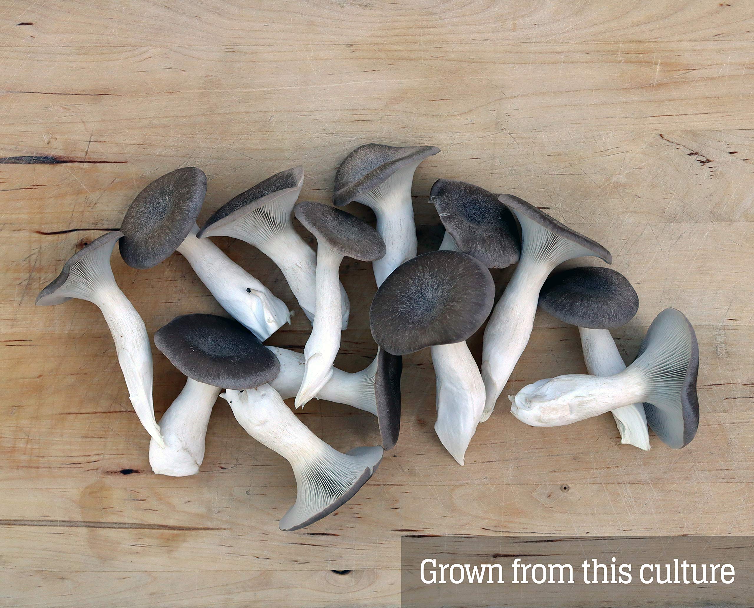 Mushroom Liquid Culture - Black Pearl King (Pleurotus eryngii/ostreatus)
