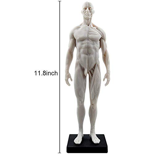Male Anatomy Figure Ecorche and Skin Model Lab Supplies,Figure Anatomical Reference for Artists (White)