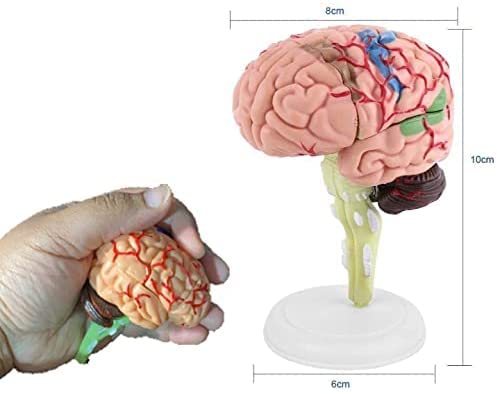 Disassembled Human Brain Model Structural Anatomy Medical Teaching Learning Tool