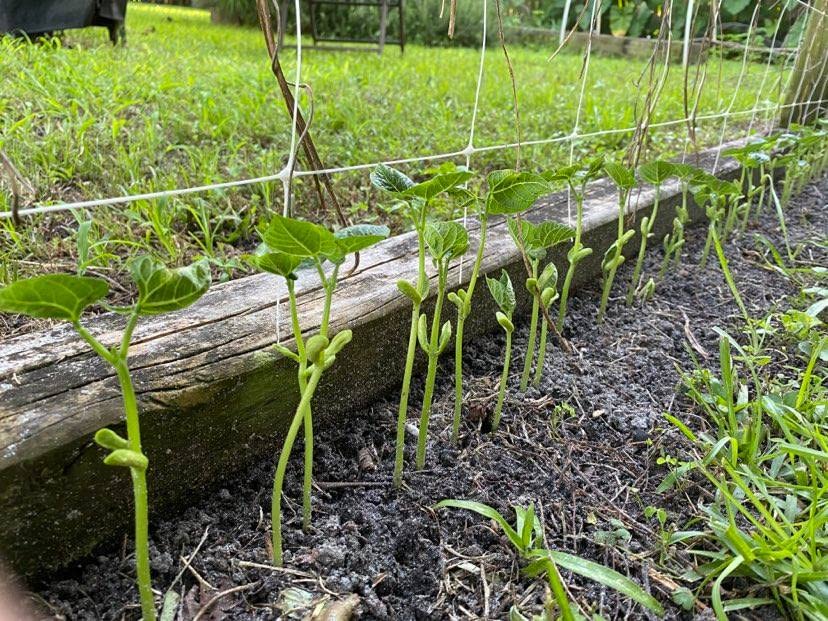70 Blue Lake Pole Bean Heirloom Seeds Stringless Heirloom - Non-GMO - Always Fresh Seeds!