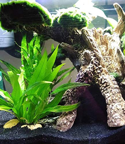 Planterest β Amazon Sword Bundle Medium Easy Background Live Aquarium Plant Decorations BUY2GET1FREE