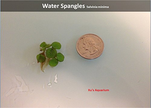 G’z Aquarium Floating Plants Package #1, 12 Amazon Frogbit, 12 Dwarf Water Lettuce, 12 Water Spangles