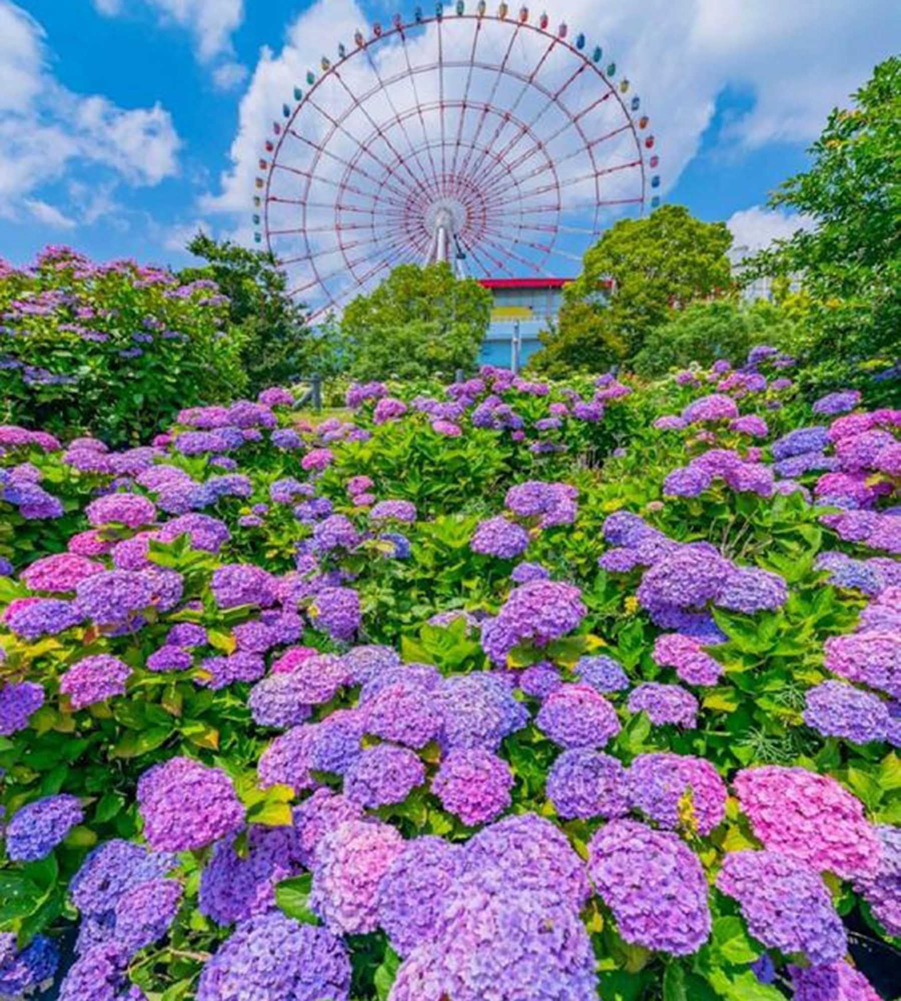 60 Pcs Hydrangea Seeds for Planting Mixed Color - Hydrangea Macrophylla Giant Snowball Hydrangea Fast Growing Shrub Seeds