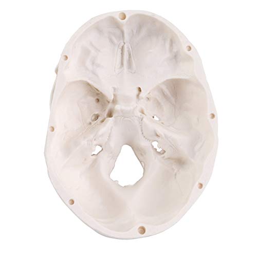Mini Skull Model - 3 Parts Small Size Human Anatomical Anatomy Medical Teaching Skeleton Head Studying