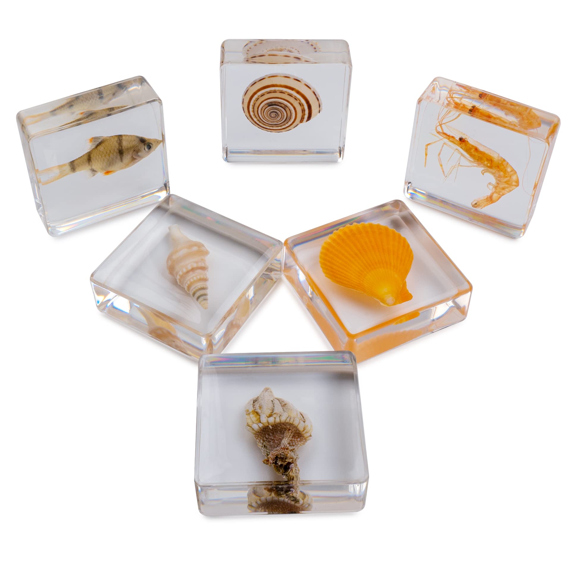 6 PCS Aquatic Life Specimen Set, Architectonica trochlearis, Scallop, Turridae, Kamenote, Shrimp,Tiger Barb Resin Collection Science Toys