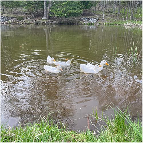Natural Waterscapes Waterfowl Feed | Floating Pellets for Duck, Swan, Goose | 5 lb Resealable Bag | Use for Wild Duck, Pet Duck