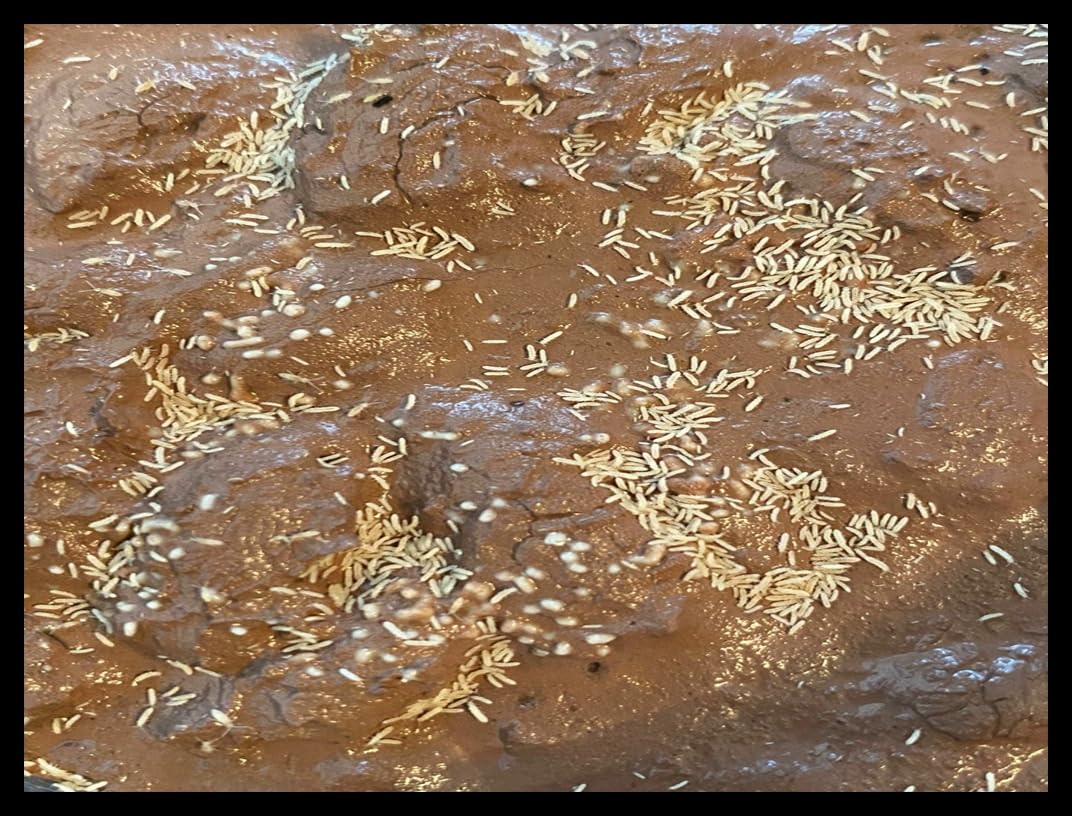 Live Springtails, Clay Culture (8 oz), for Amphibian/Reptile/Invertebrate Bioactive Habitats, by Critters Direct