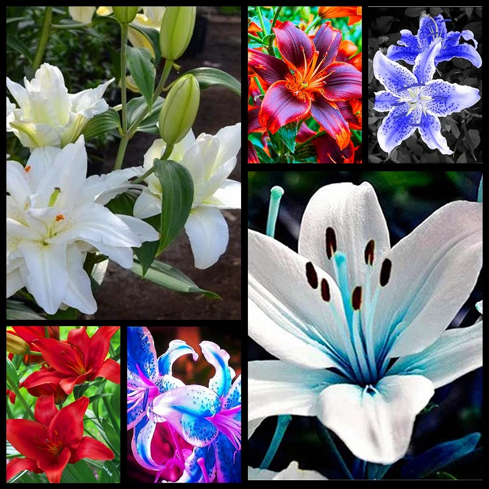 Adatto Per Piantare bulbi di Giglio、Fiori Profumati、Fiori recisi squisiti e piante Verdi vive-6Bulbi