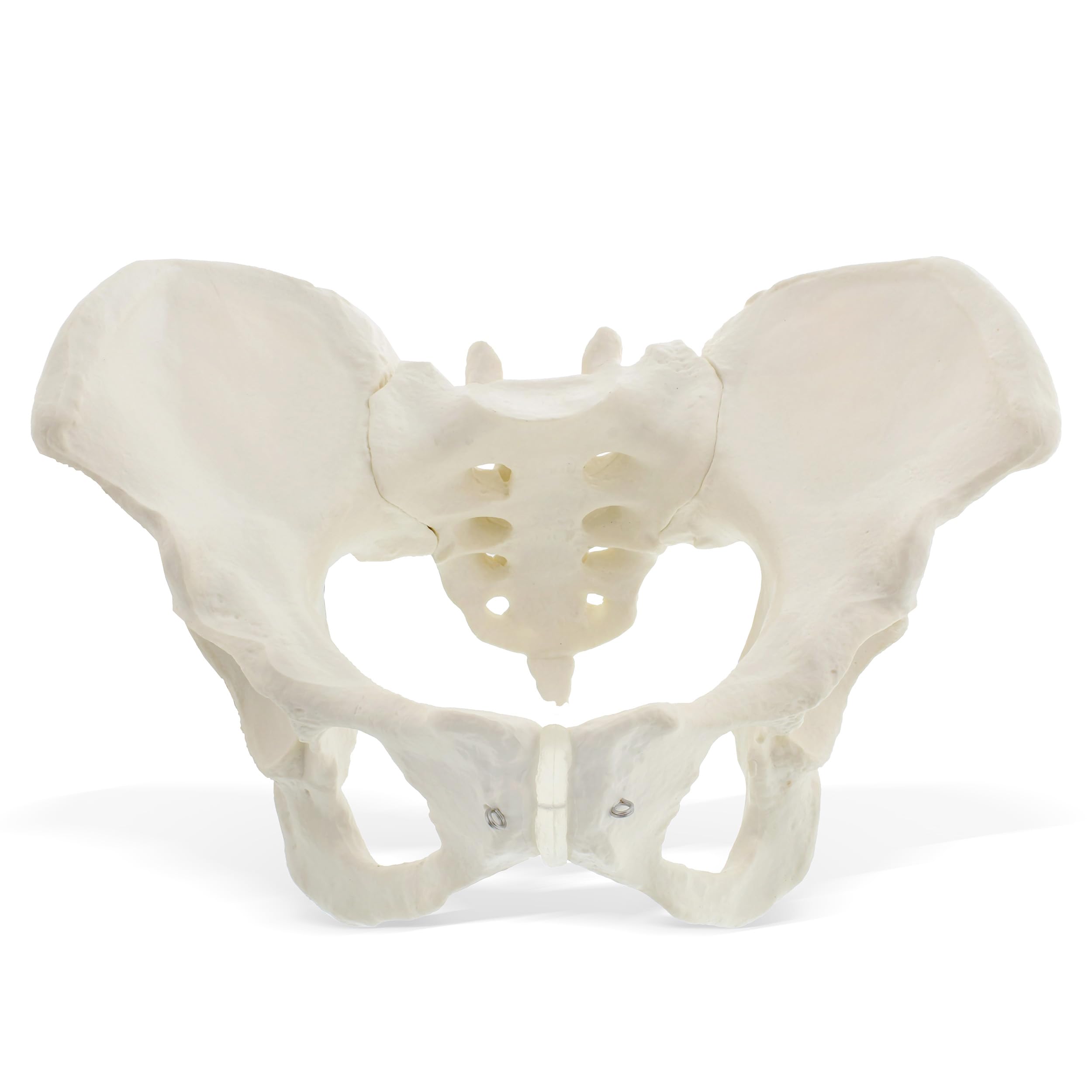 MonMed Life Size Female Pelvis Model, Hip Model â Female Anatomy Model, Hip Bone Pelvic Model Female Anatomical Model