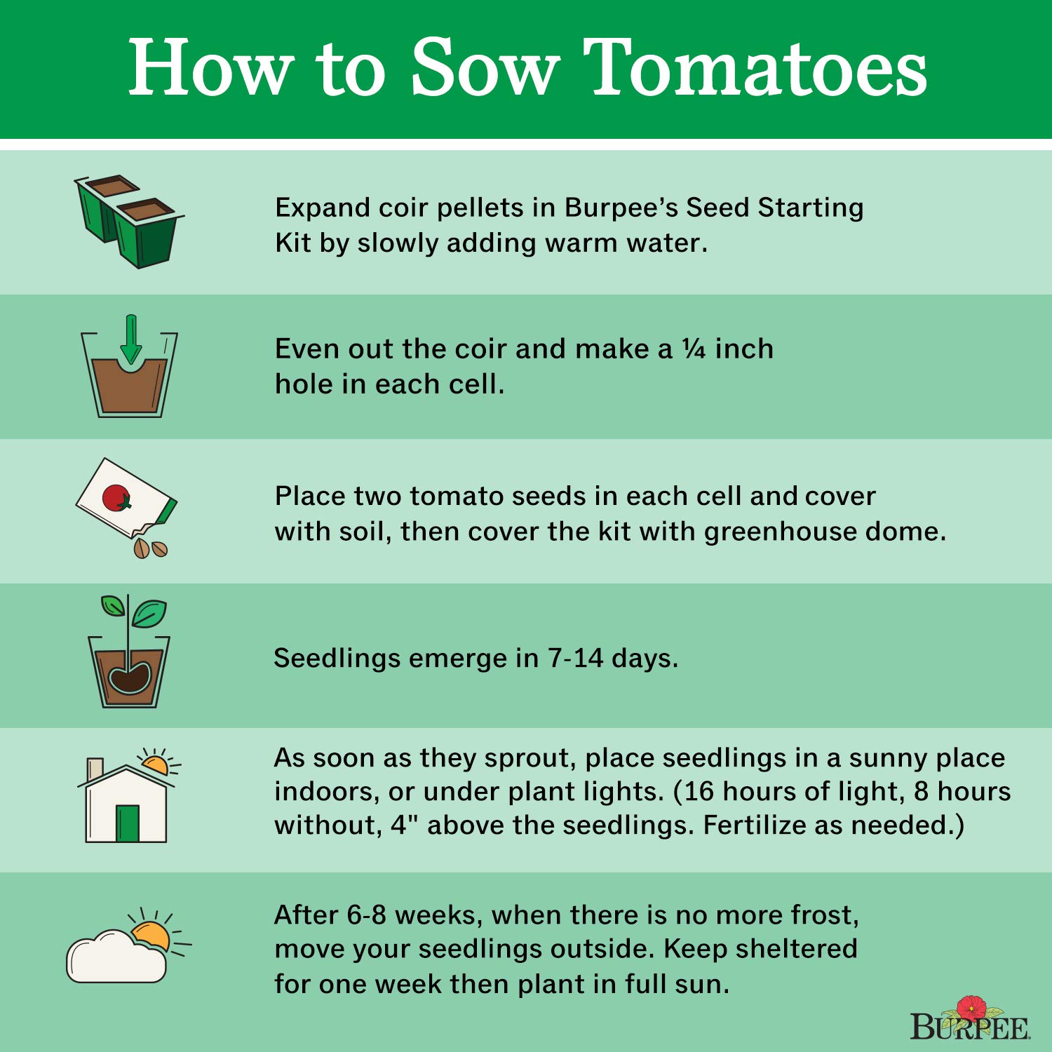 Burpee 61234E Big Boy Tomato, 125 seeds, Red