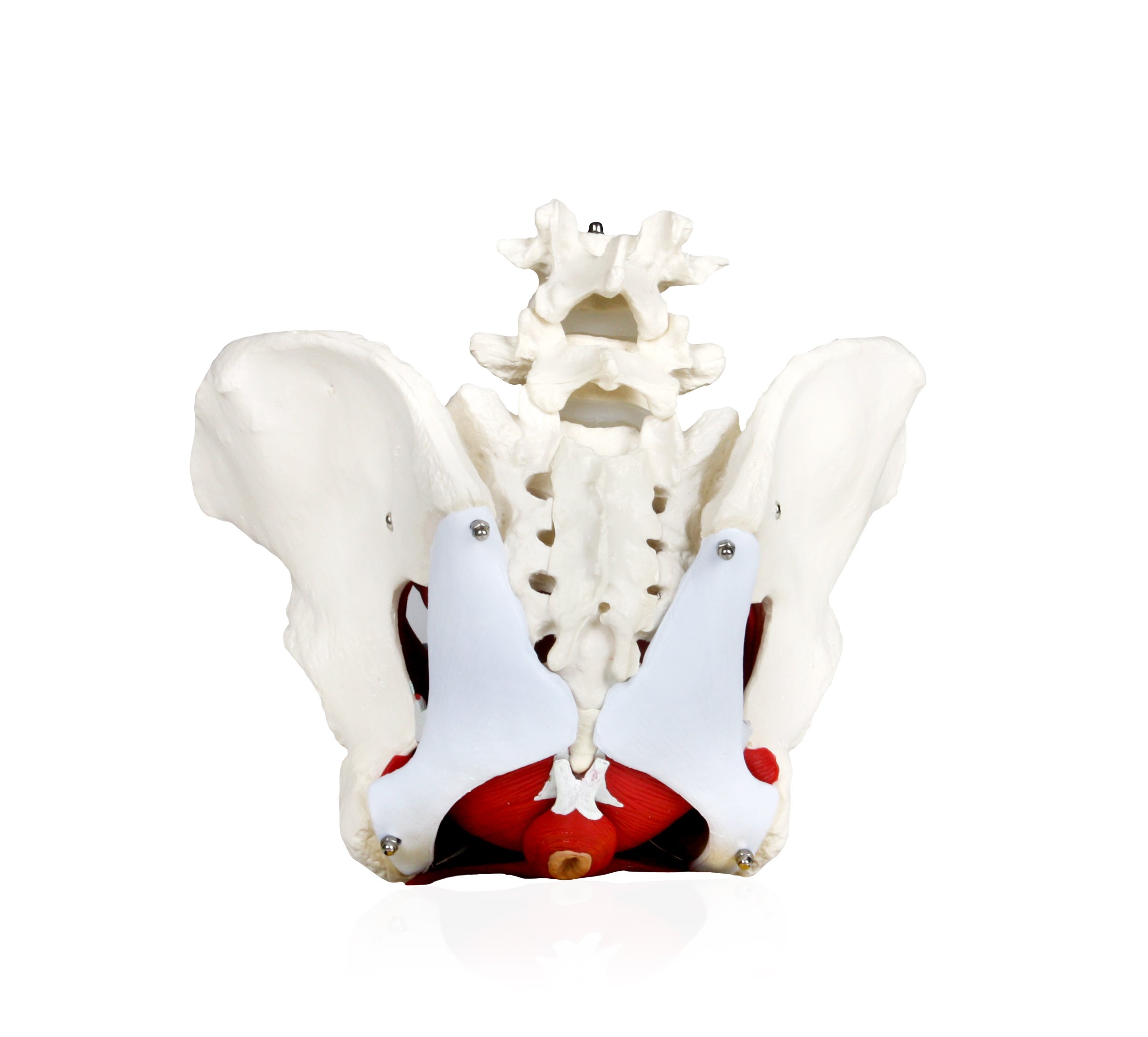 Jackson Global JS00024 Female Pelvis with Organs | Removable Organs Include Uterus, Colon and Bladder | Includes Detailed Instruction Manual