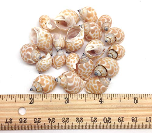 PEPPERLONELY 20PC Small Babylonia Spirata Hermit Crab Sea Shells, 1/2 Inch ~ 1 Inch