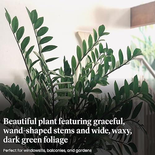 American Plant Exchange Live ZZ Plant, Zanzibar Gem Plant, Plant Pot for Home and Garden Decor, 6" Pot