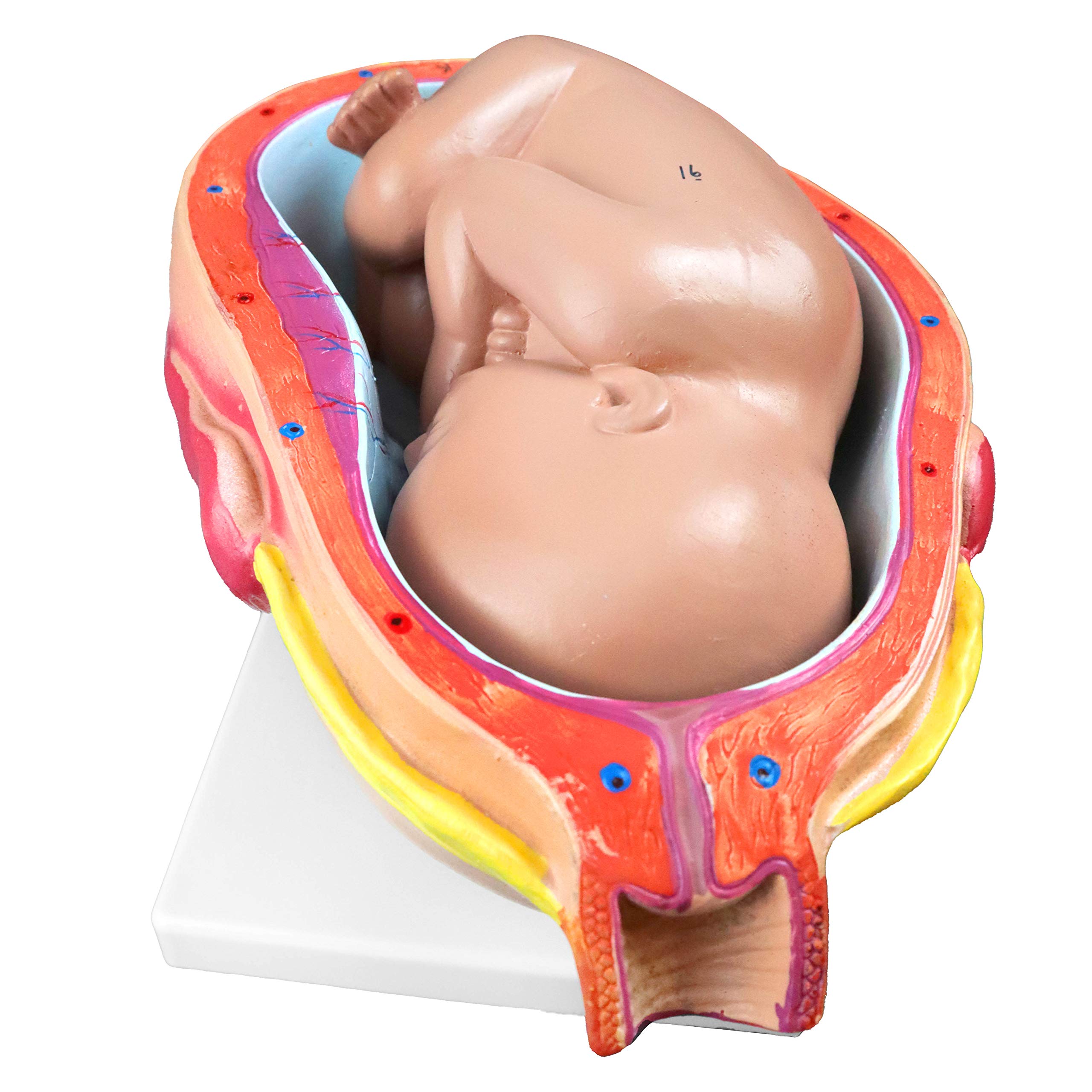 Jackson Global JS00073 Fetus Development Model | Set of 8 Models,14 Pieces in Total | Key Anatomical Features Labelled with Accompanying Key Card