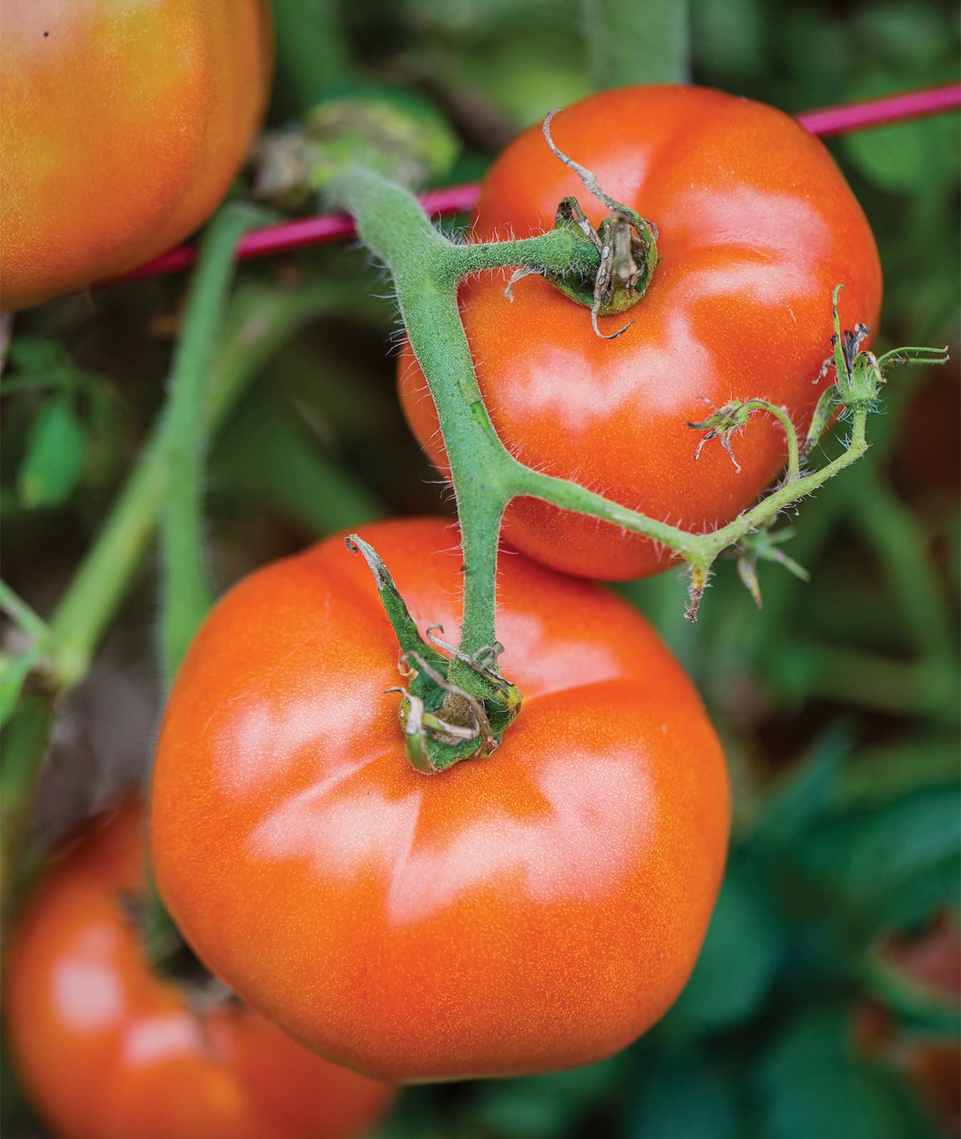 Burpee 'Big Boy' Hybrid Tomato Seeds, Large Slicing Tomato with Rich Flavor,50 Non-GMO Seeds