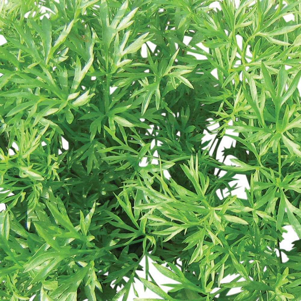 Burpee Confetti Cilantro Seeds 150 seeds