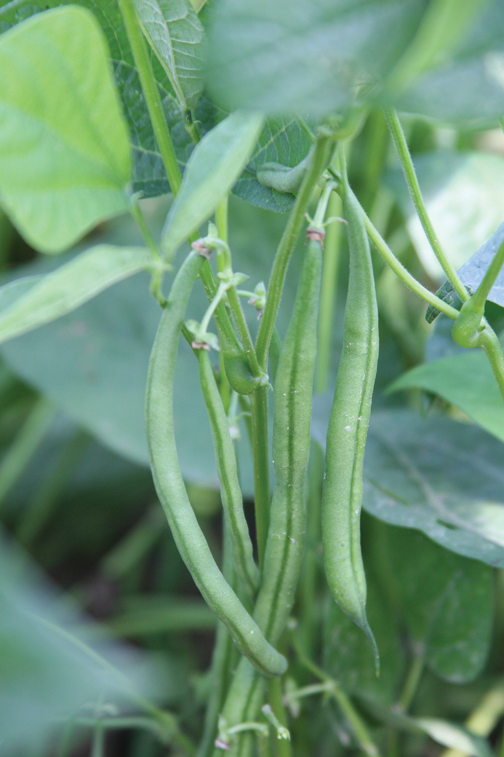 Burpee French Filet Bush Bean Seeds 8 ounces of seed