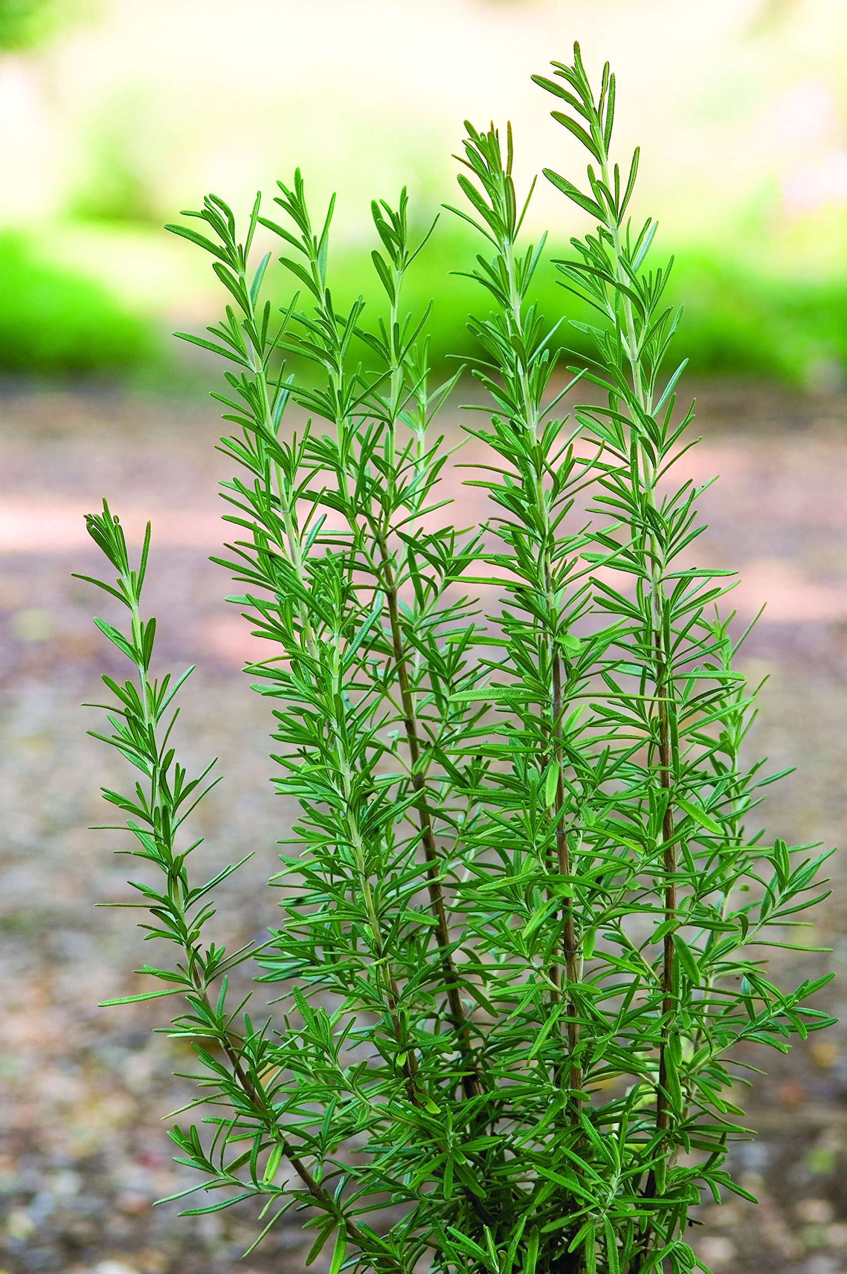 Burpee Windowsill Herb Collection Seeds 5 packets of seed.