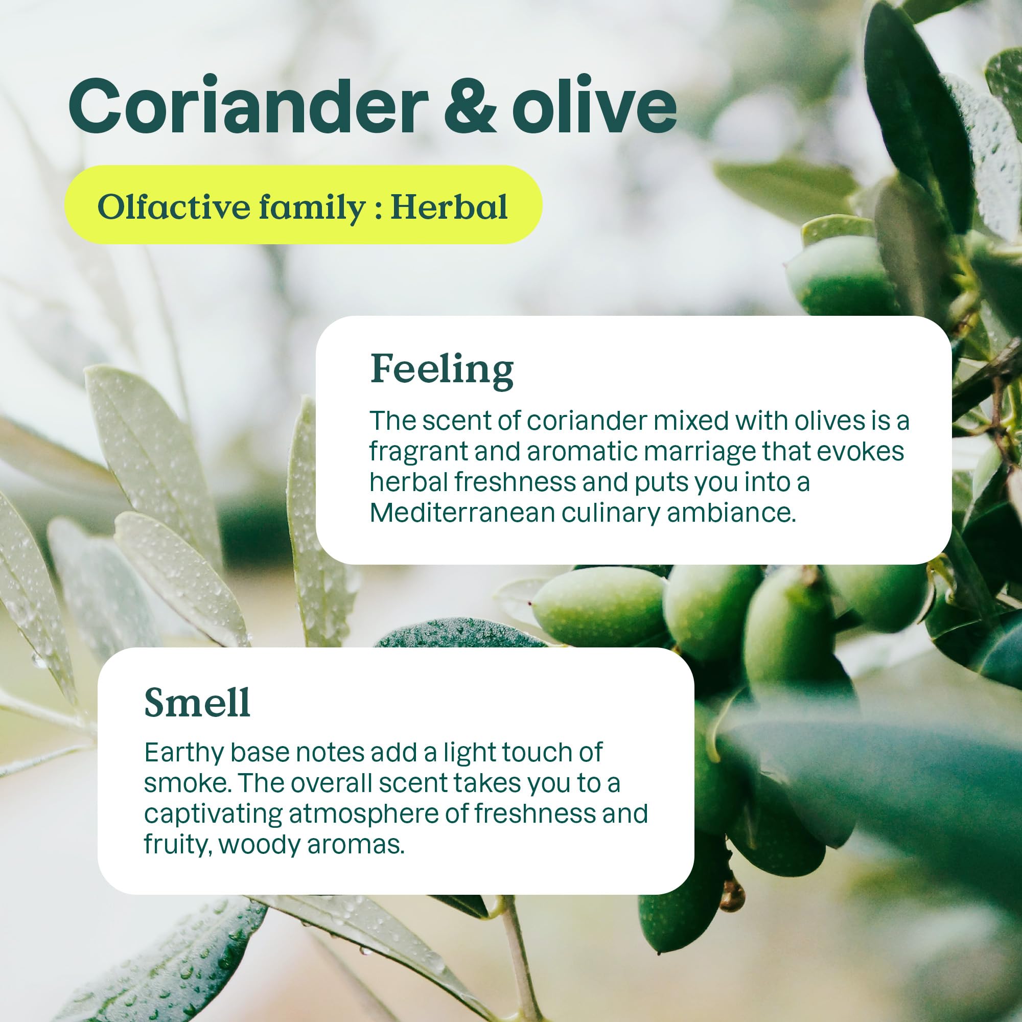 ATTITUDE Air Purifier, Activated Carbon Freshener, Odor Remover, Plant and Mineral-Based, Vegan, Coriander and Olive, 8 Ounces