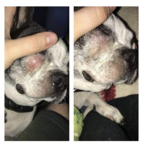 Squishface Tear Stain Paste - Cleans Dog Tear Stains - 2 Oz, Great for Long Hair Dogs Such as Poodles, Terriers and Maltese