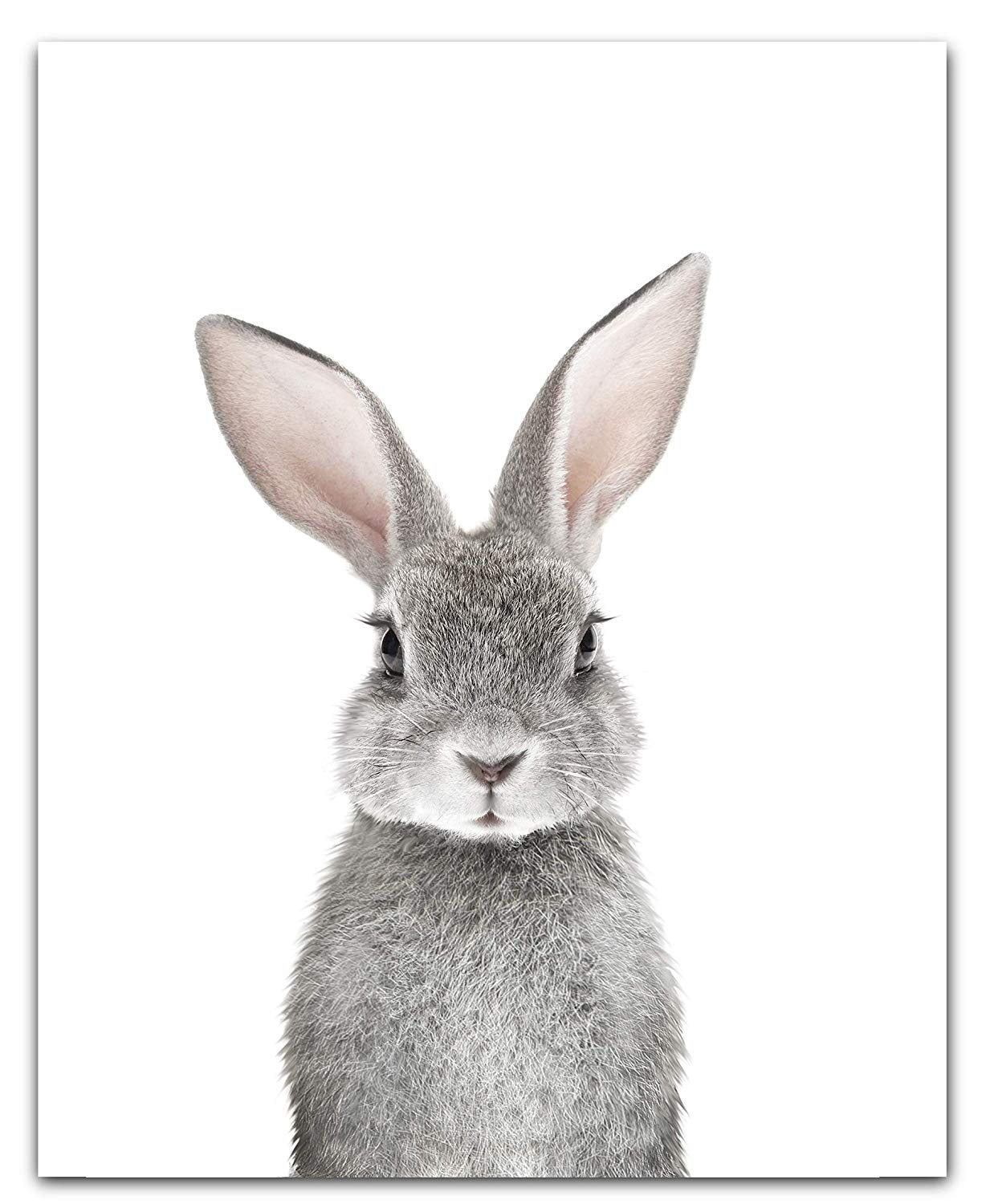 Designs by Maria Inc. Baby Nursery Wall Decor Art - Set of 2 (UNFRAMED) Wall Artwork 8x10 Baby Bunny Front and Back Photographic Print