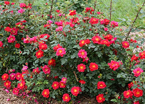 4.5 in. Quart OSO Easy Urban Legend Rose (Rosa) Live Plant, Red Flowers
