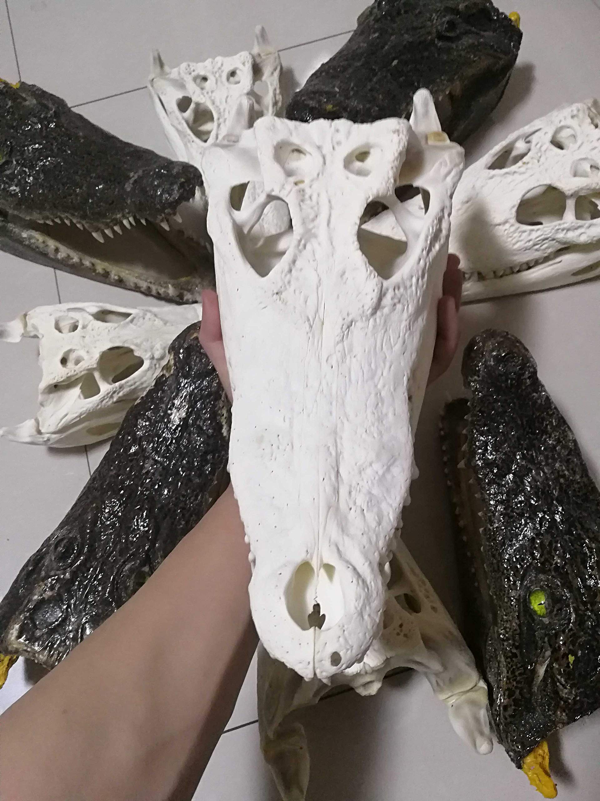 Farming method, real crocodile skull specimen, Feng Shui ornaments, real crocodile, home improvement, office furniture, office decoration