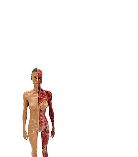 Human Body Musculoskeletal Anatomical Model for Study and Teaching (30CM1)