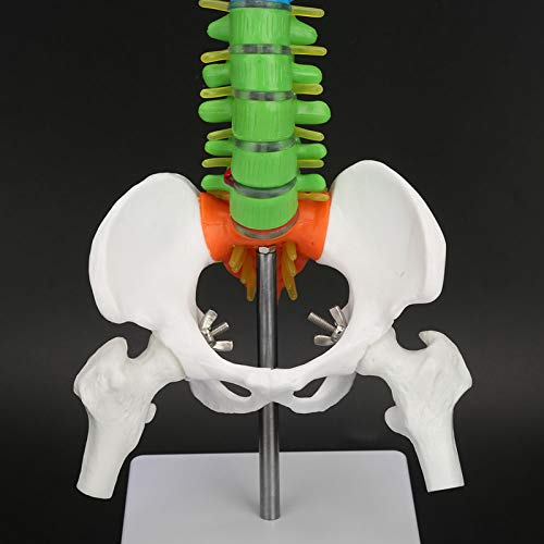 Human Spine Model Colored Flexible Scientific Anatomical Human Skeleton Spine Model Anatomy Model Including Spine Nerve Roots Vertebral Artery Transverse Spine Femur 45cm/17.7in