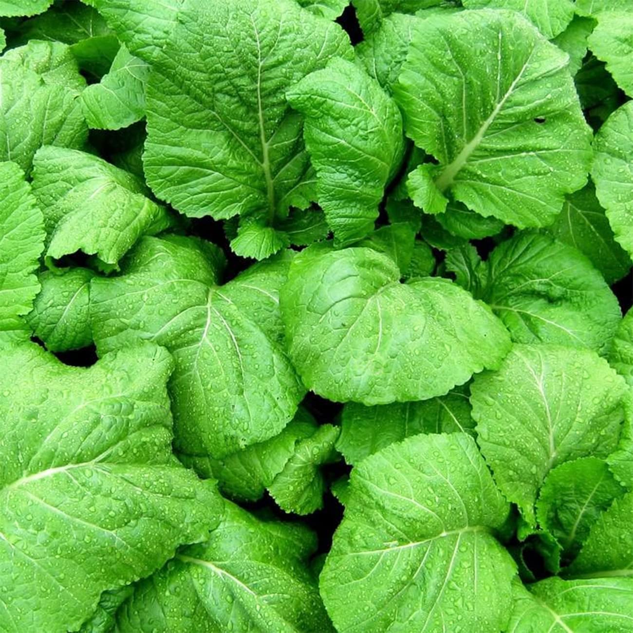 4000+ Florida Broadleaf Mustard Seeds for Planting Vegetable Seeds for Green Leaf Non-GMO Heirloom Garden Seed Small GAI Choi Cải bẹ xanh