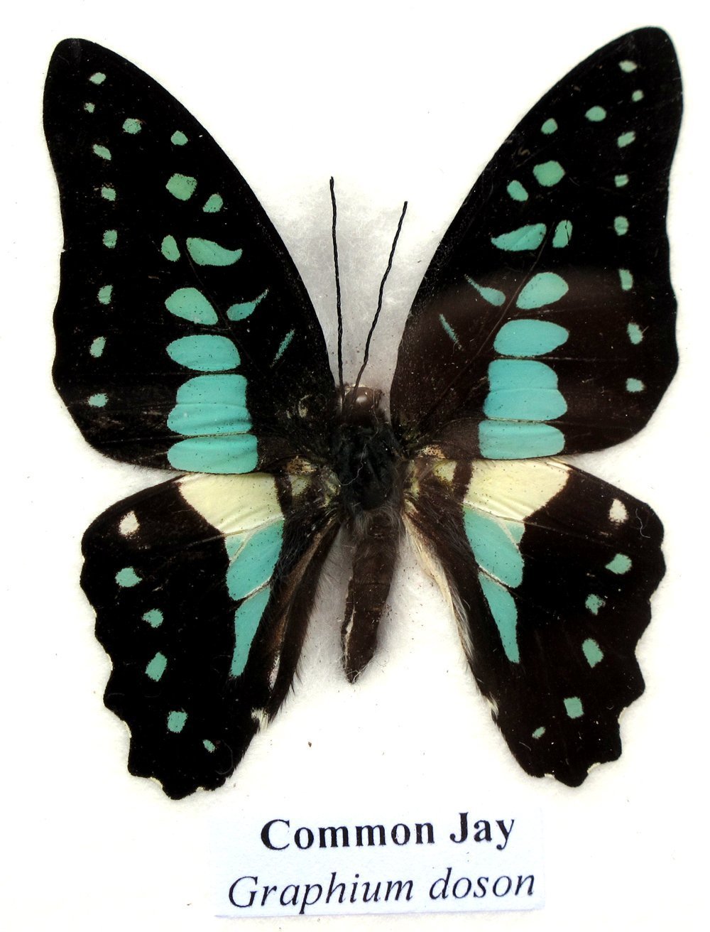 Insectfarm Framed Real Beautiful Common Jay Butterfly Specimen Collection Display Insect Taxidermy