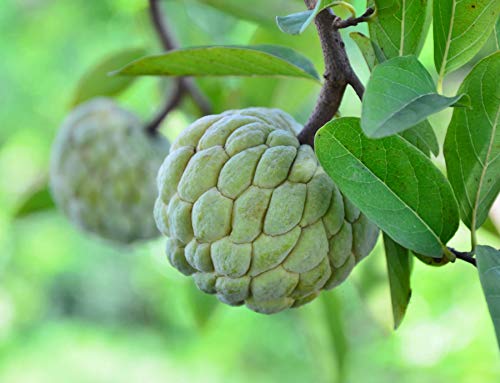 Annona Squamosa Sugar Apple Tree Live Plant Live Sugar Apple Fruits Plant 20 Inc Height for Planting