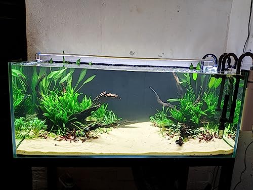 Azil Natural Driftwood for Aquarium Decor Fish Tank Decorations, 3 PCS (6 to 8 Inch) Assorted Branches Decorations on Reptile Tank