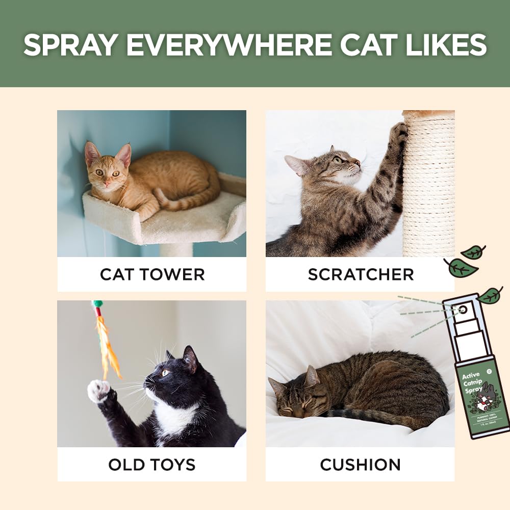 Active Catnip Spray - High Potency Transparent Liquid Spray made of Fresh Organic Catnip for Indoor Cats and Kittens, Relieves Stress, Calming, Revives Toys & Scratching Posts, Exercise (1fl oz)
