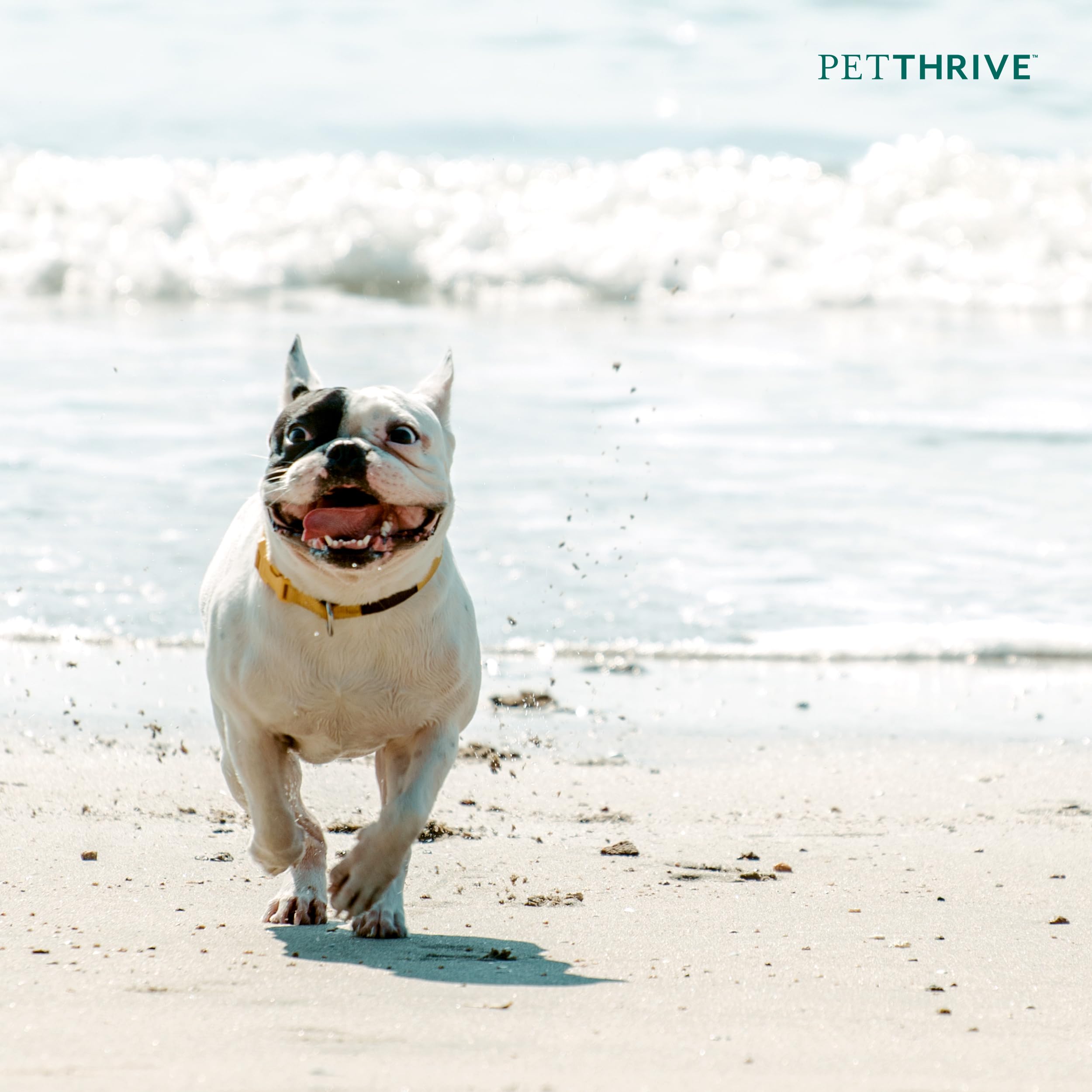 PetThrive Dog Hip and Joint Support Supplement Soft Chews with Resveratrol, Glucosamine, Chondroitin, Hyaluronic Acid, Bacon Flavor, Small Breed