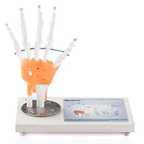 Ultrassist Human Hand Joint Model with Ligaments, Flexible 1:1 Scientific Life Size with 360Β° Rotatable Wooden Display Base, Includes Anatomy Diagram Best for Patient Education & Medical Training