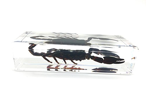 FUNSXBUG Real Black Scorpion Paperweights Specimen for Science Education Paperweight for Book for Office for Desk(4.4x1.6x1.1)