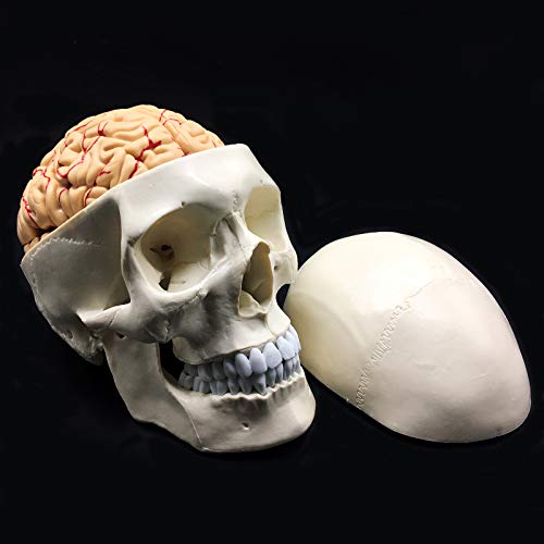 XINDAM Human Skull with Brain Anatomical Model 8-Part Life-Size Anatomy for Science Classroom Study Display Teaching Medical Model