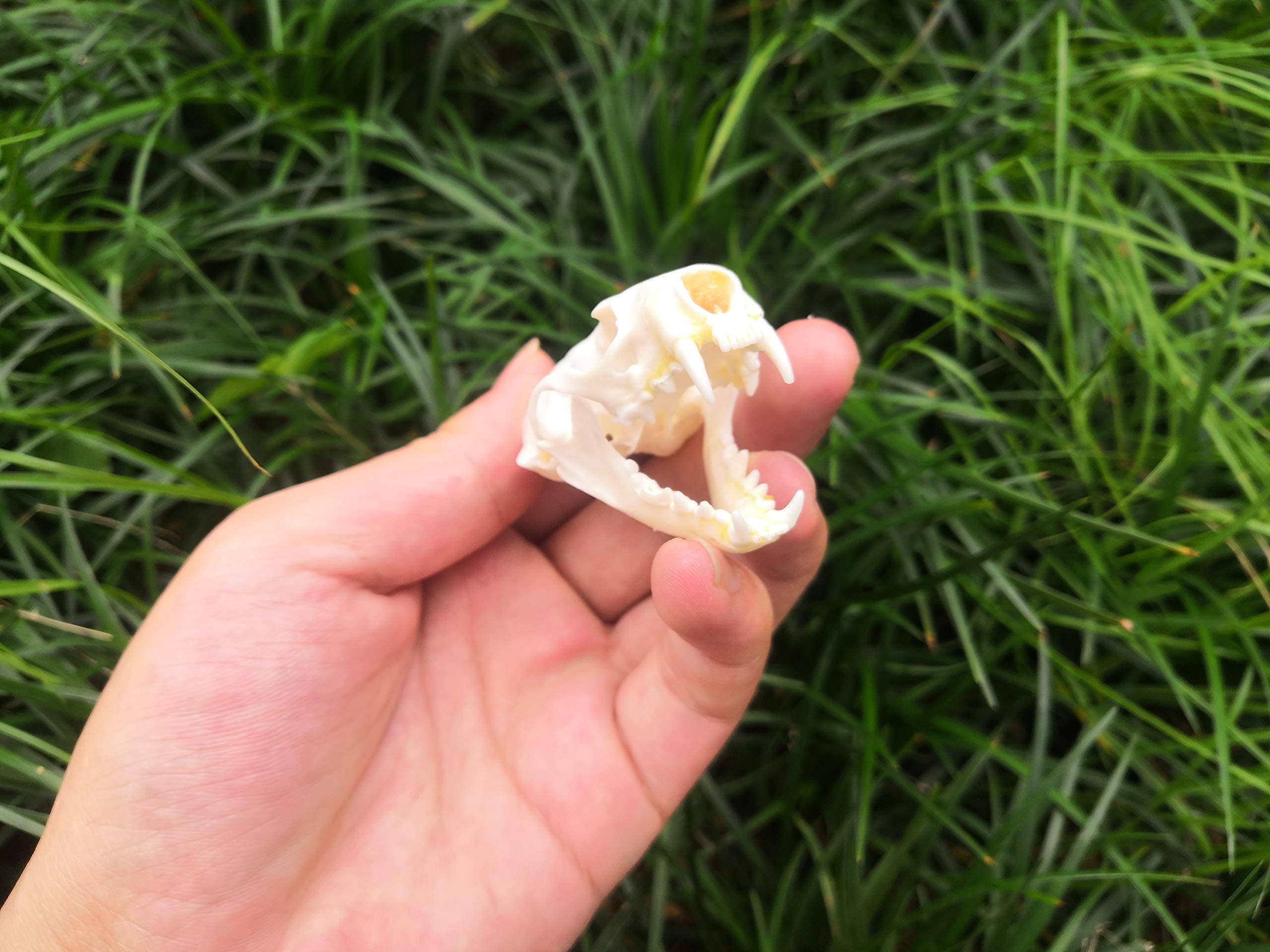 Racoon Dog Skull,Cat Skull,Coypu Skull,Muskrat Skull,Fox Skull,Raccoon Dog Skull,Mink Skull,Taxiderm Skull Specimen