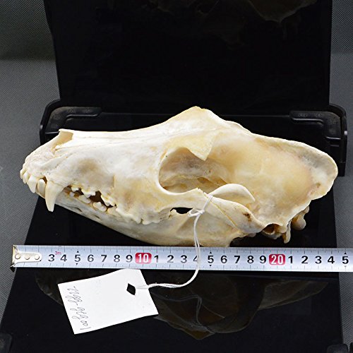 Hot Dog Skull Taxidermy Supplies Art Bone Vet Medicine 1:1