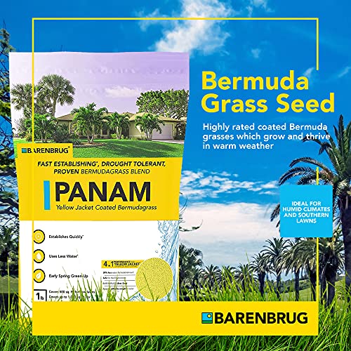 Barenbrug PanAm Bermudagrass with Yellow Jacket Coating - Grass Seed for Sunny Areas and Humid Climates - New and Improved Blend, (1 LB Bag)