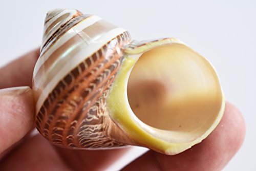 FSG - Select 10 Hermit Crab Shells Deluxe Turbo Changing Seashells Medium 1"-2" Size (Opening Size 1/2" - 1") Beautiful