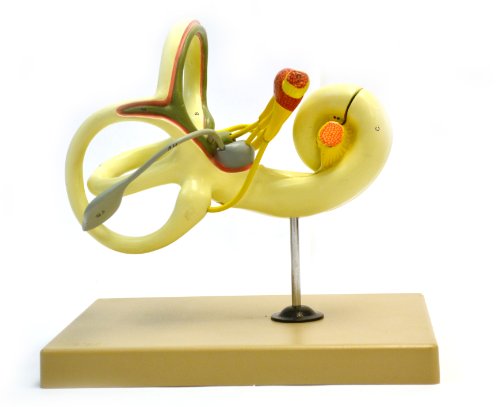 Ear Labyrinth Model - for Studying Bony and Membranous Inner Ear - Hand Painted & Numbered with Key Card - Includes Mount - Eisco Labs