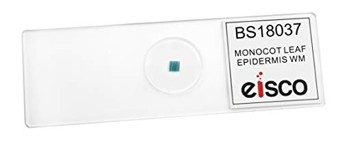 EISCO 10PK Monocot Leaf, Epidermis, Whole Mount - Prepared Microscope Slides - Classroom Pack, 10 Slides in Storage Case - Biology & Microscopy